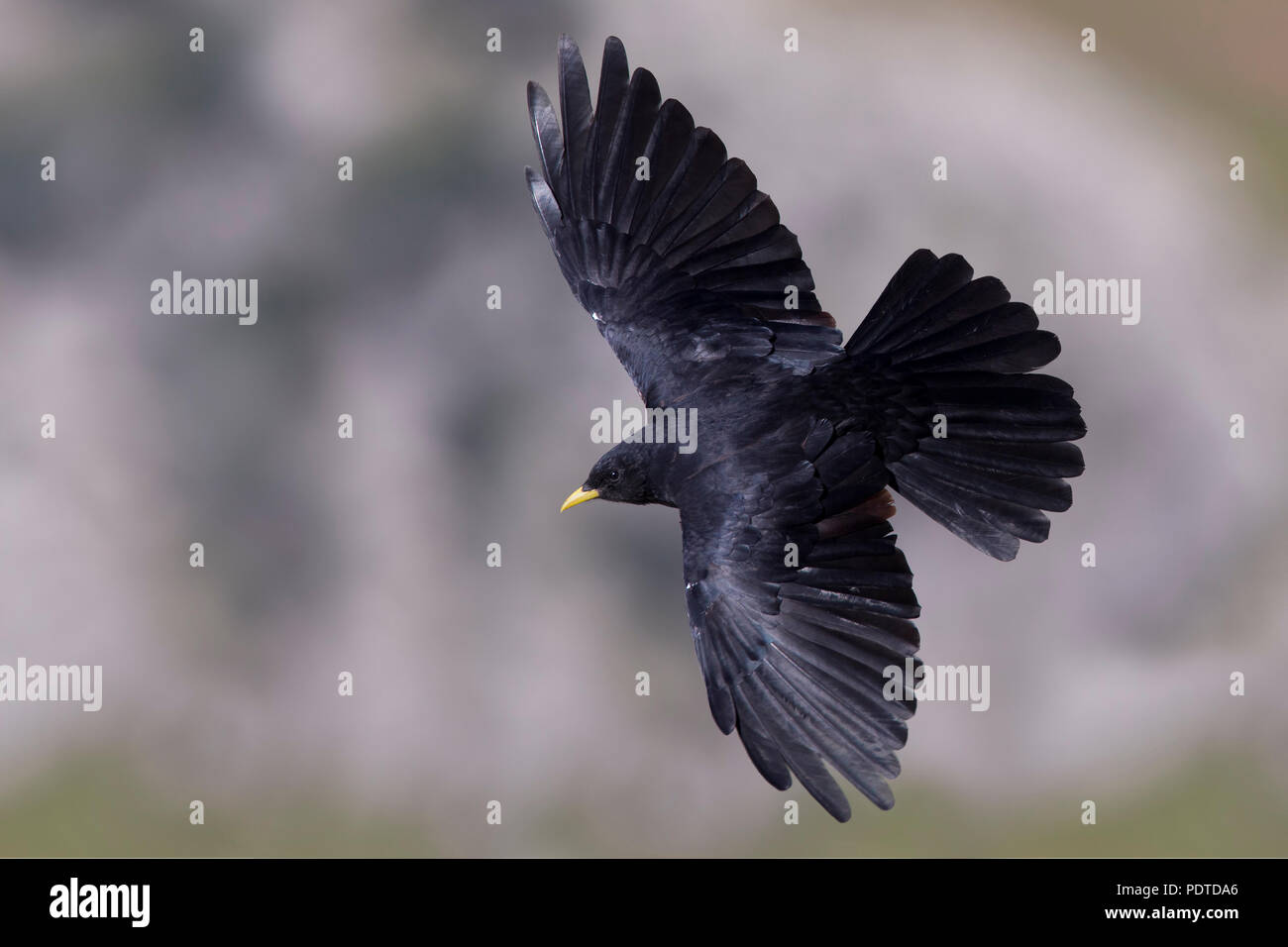Flying Alpine Chough (Pyrrhocorax graculus Stock Photo - Alamy
