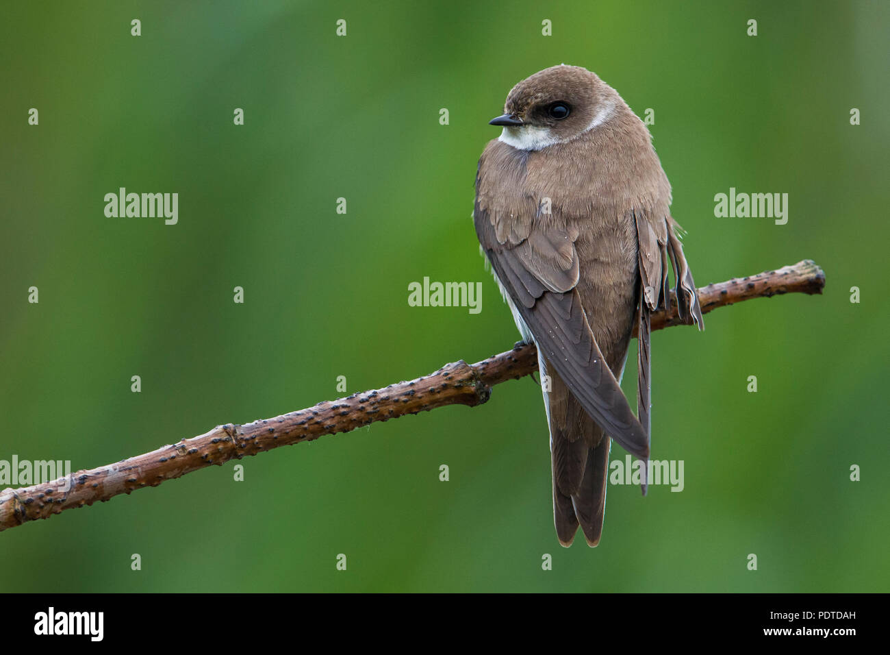 Bank Swallow; Riparia riparia Stock Photo - Alamy