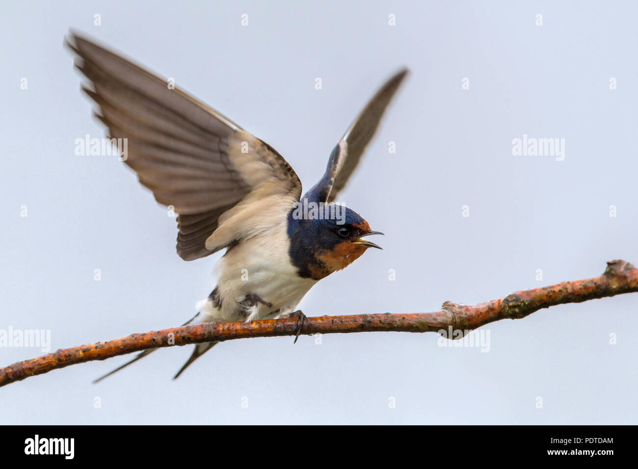 Barn Swallow (Hirundo rustica) on a branch Stock Photo - Alamy