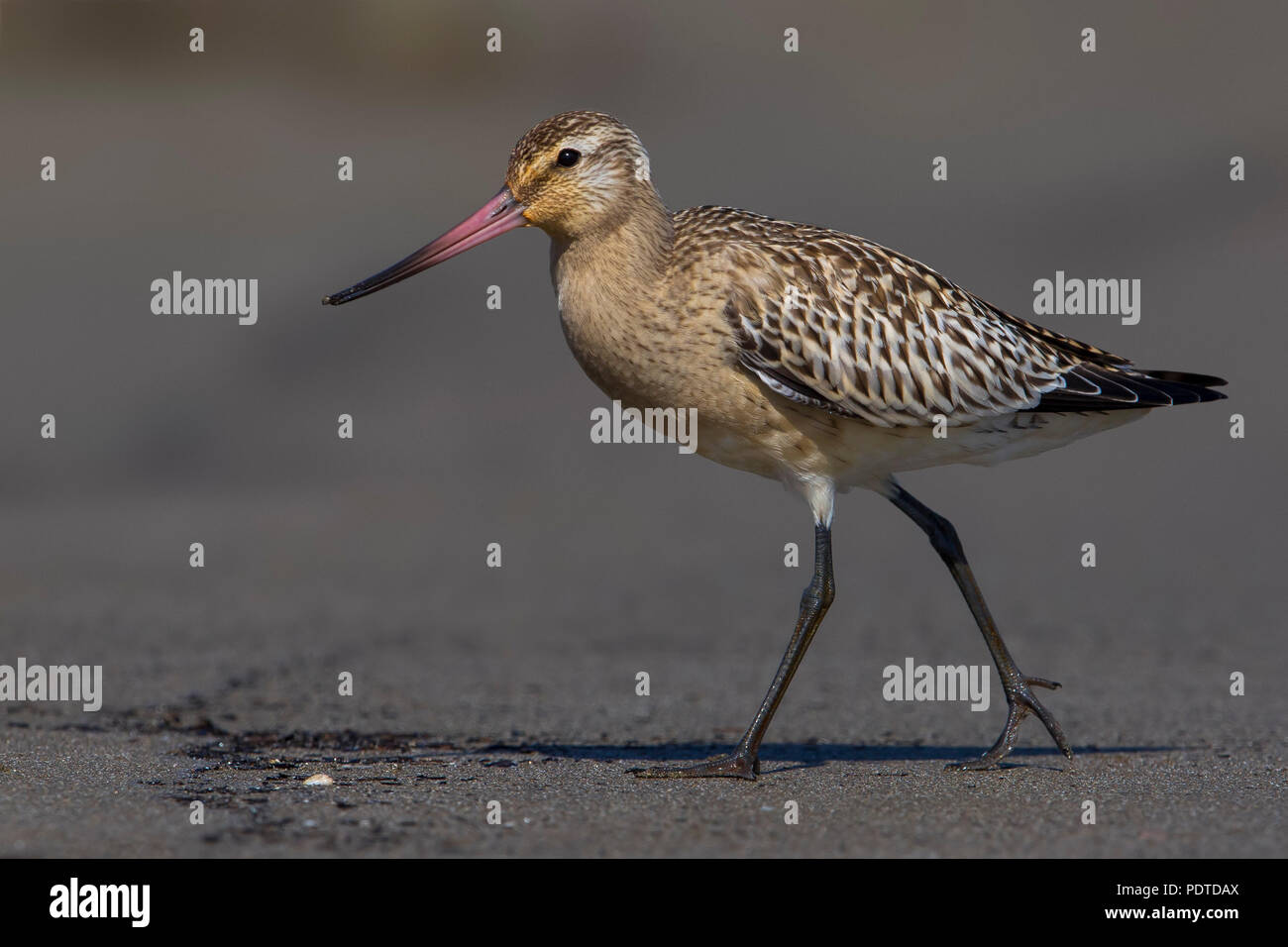 Bar-tailed Godwit; Limosa lapponica Stock Photo - Alamy