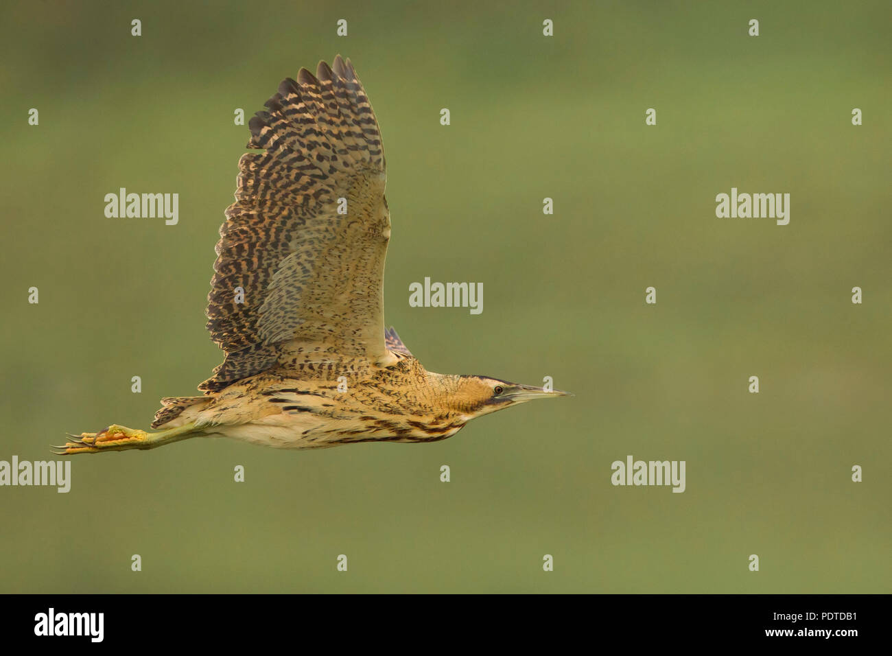 Bittern bird flying hi-res stock photography and images - Alamy
