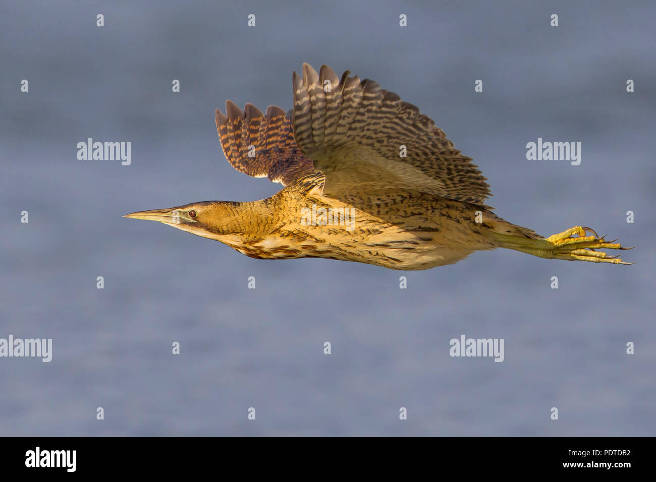 Flying Great Bittern (Botaurus stellaris Stock Photo - Alamy