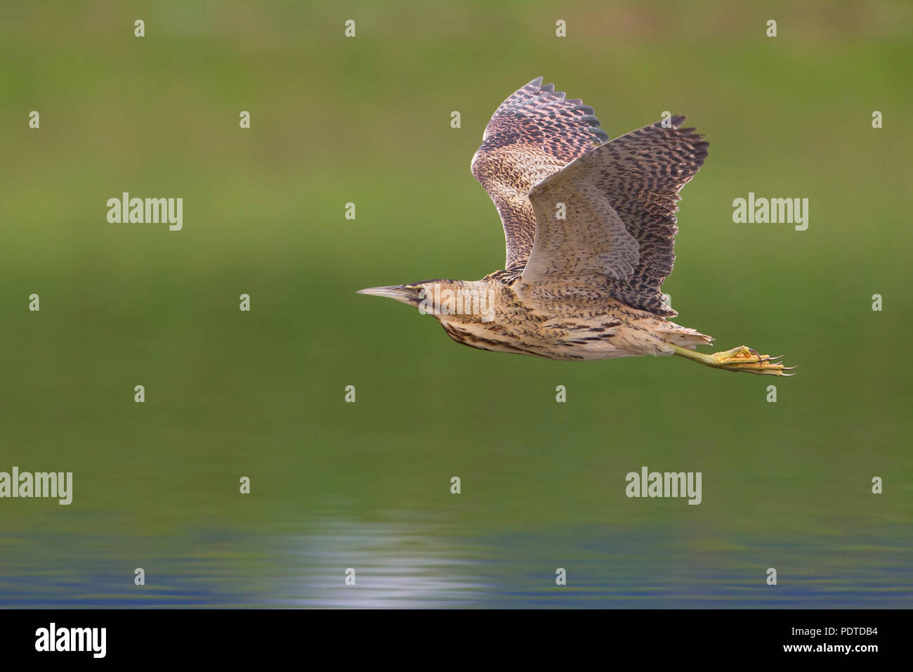 Flying Great Bittern (Botaurus stellaris Stock Photo - Alamy