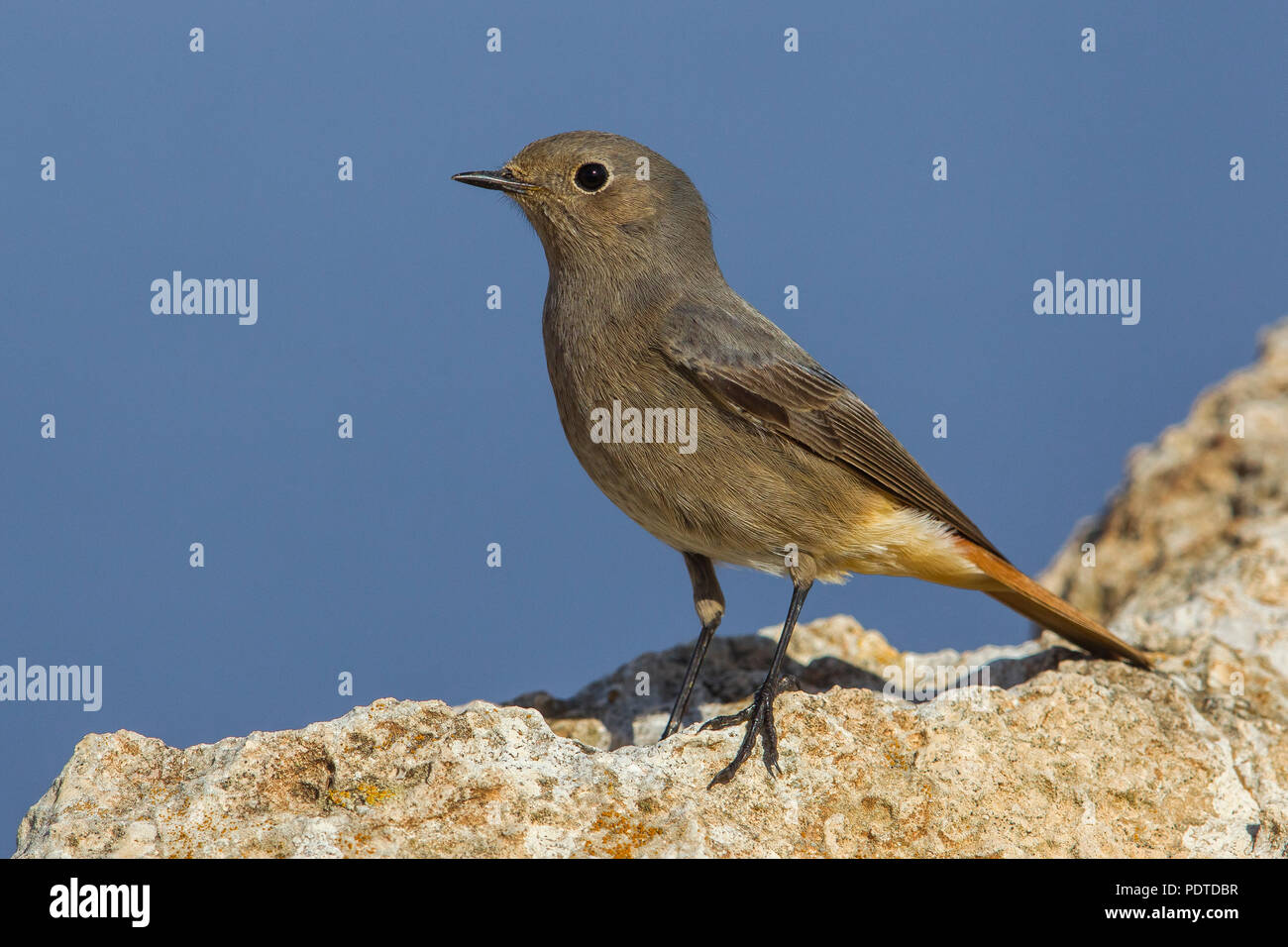 Black redstart hi-res stock photography and images - Alamy