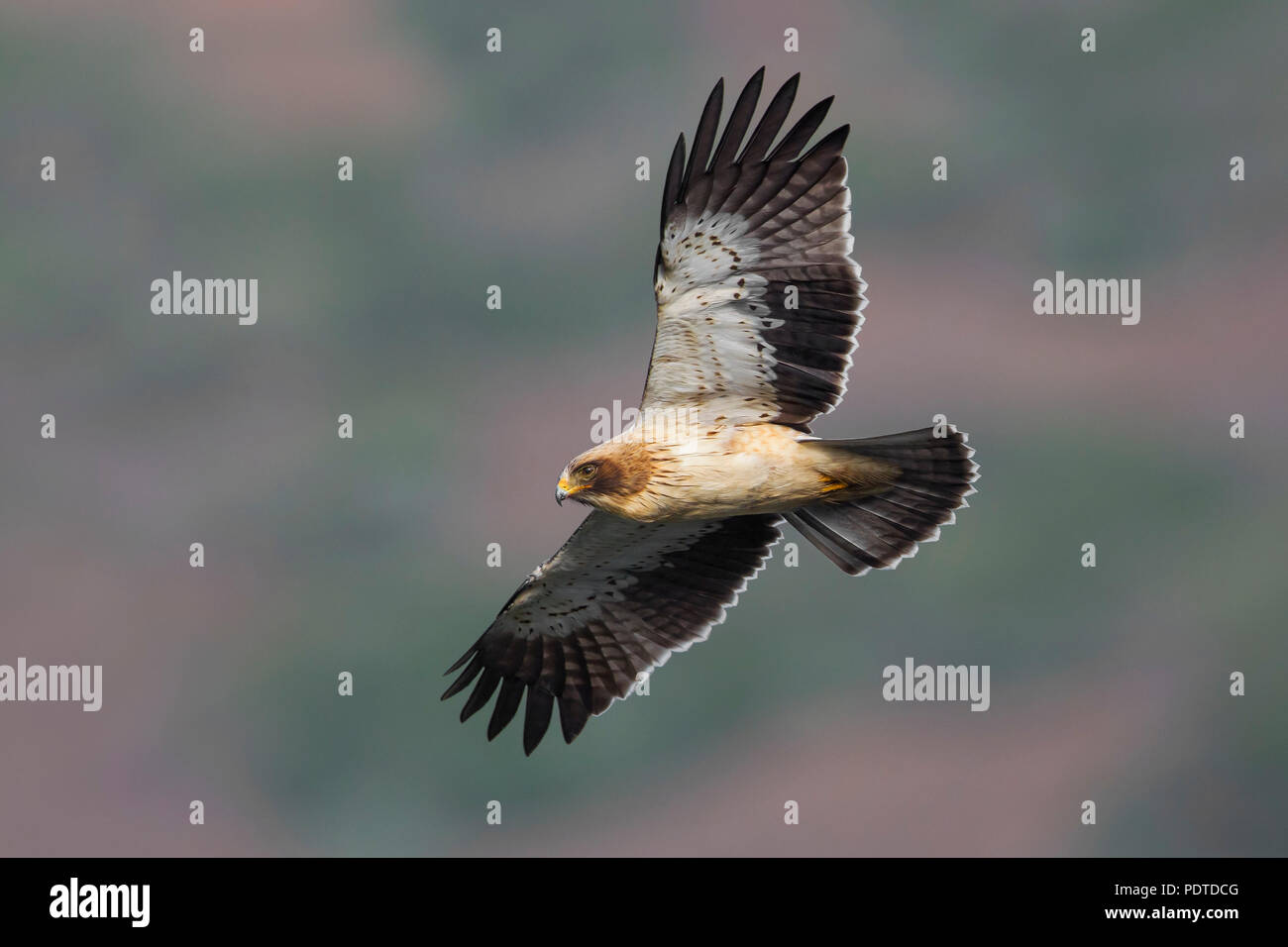 Flying Booted Eagle (Aquila pennata Stock Photo - Alamy