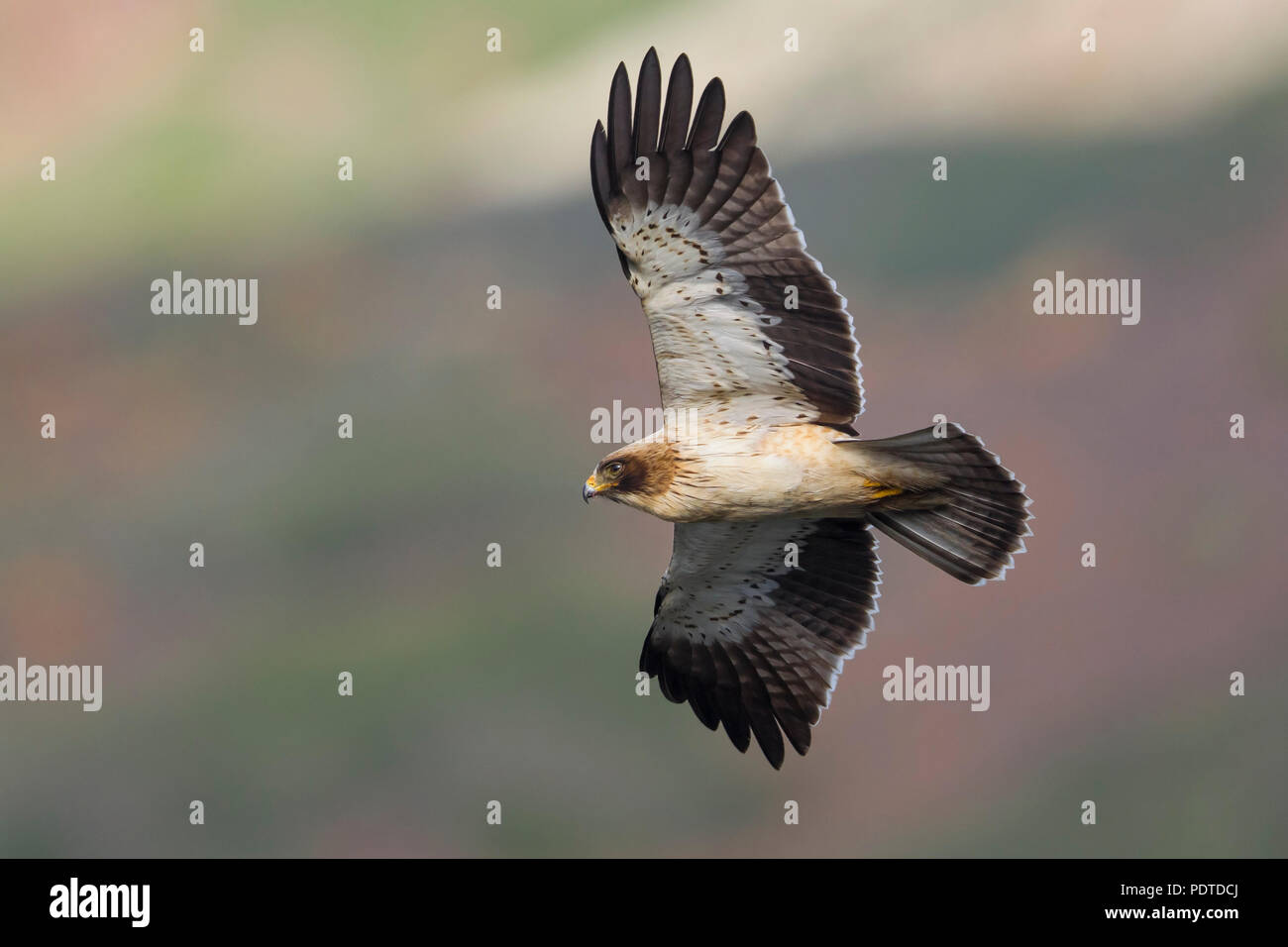 Flying Booted Eagle (Aquila pennata Stock Photo - Alamy
