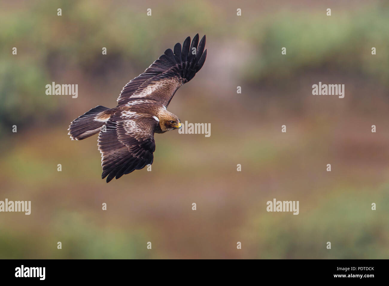 Booted eagle hi-res stock photography and images - Alamy