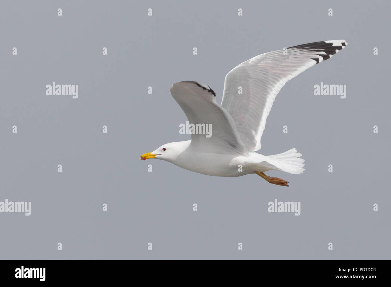 Caspian Gull: Larus cachinnans cachinnans Stock Photo - Alamy