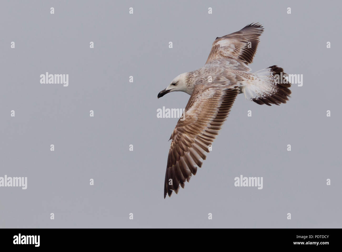 Caspian Gull: Larus cachinnans cachinnans Stock Photo - Alamy