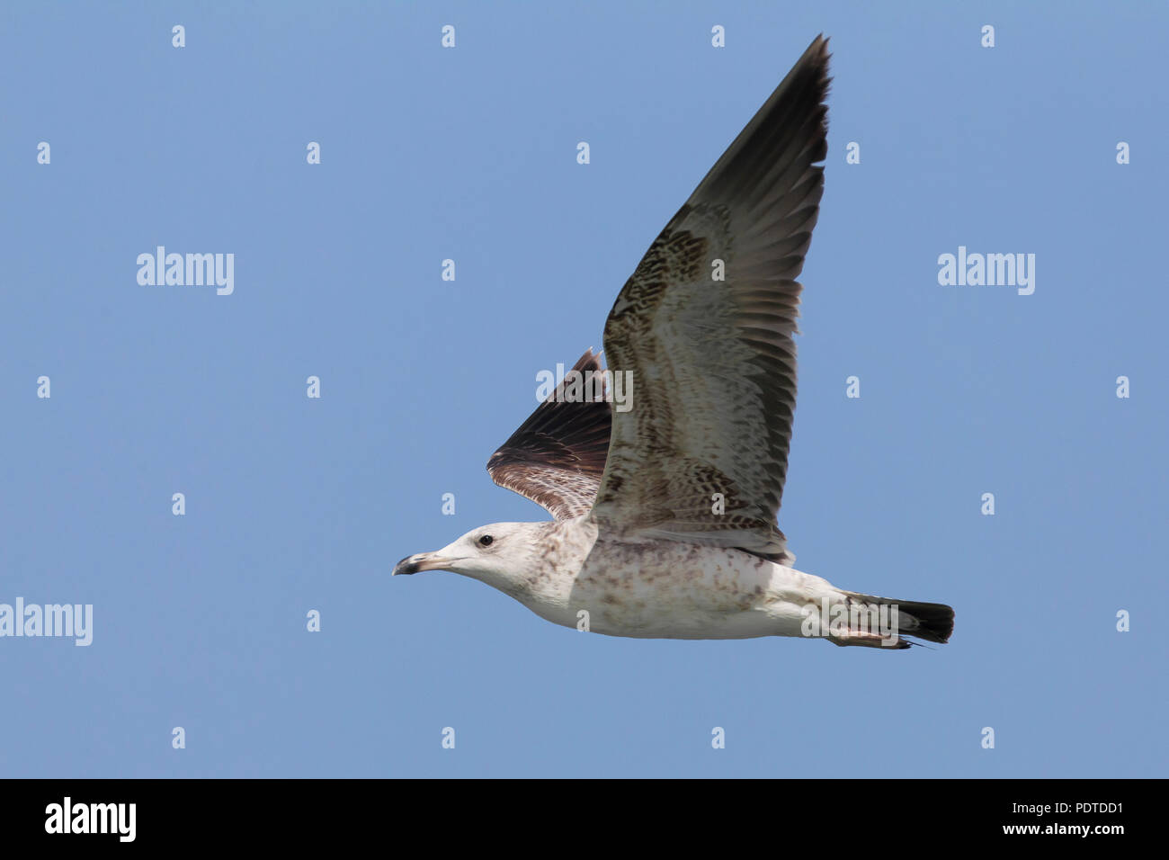 Flying Steppe gull (Larus cachinnans barabensis Stock Photo - Alamy