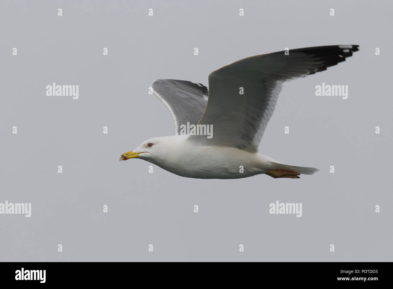 Flying Steppe gull (Larus cachinnans barabensis Stock Photo - Alamy