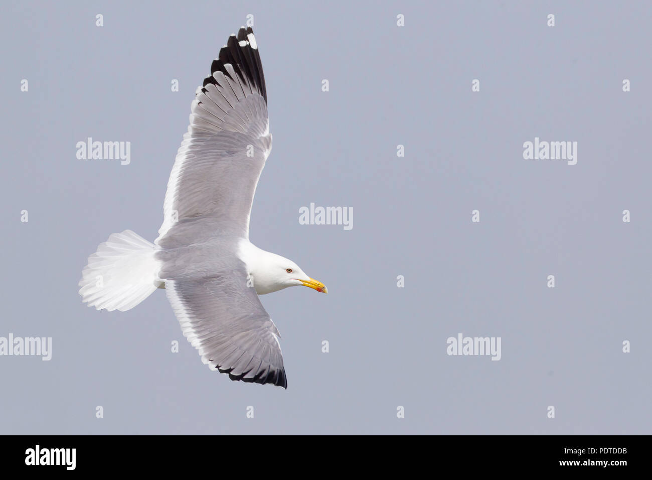 Flying Steppe gull (Larus cachinnans barabensis Stock Photo - Alamy