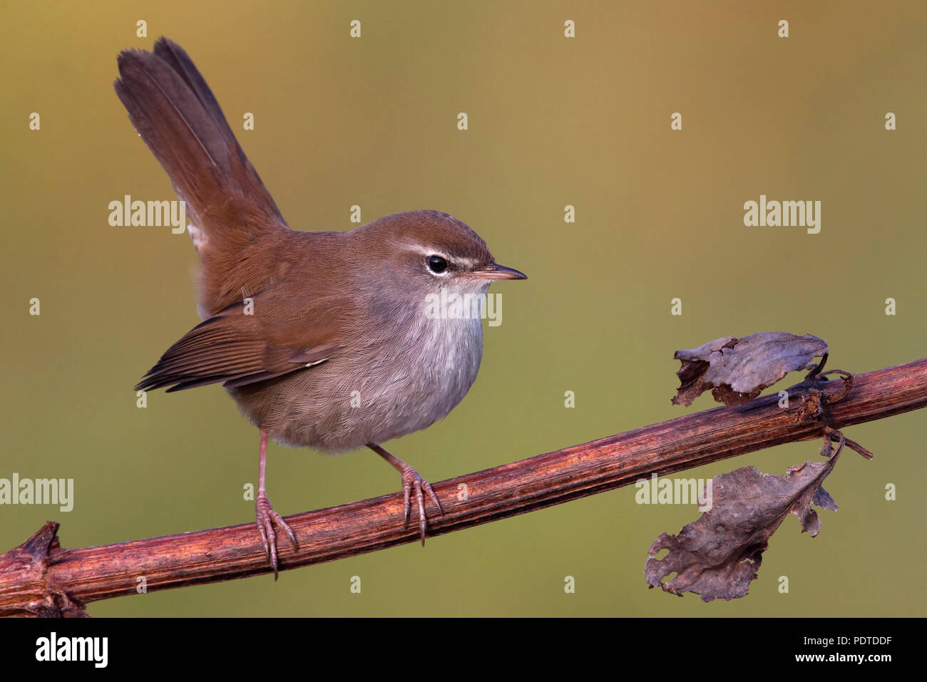 Cetti's Warbler (Cettia cetti Stock Photo - Alamy
