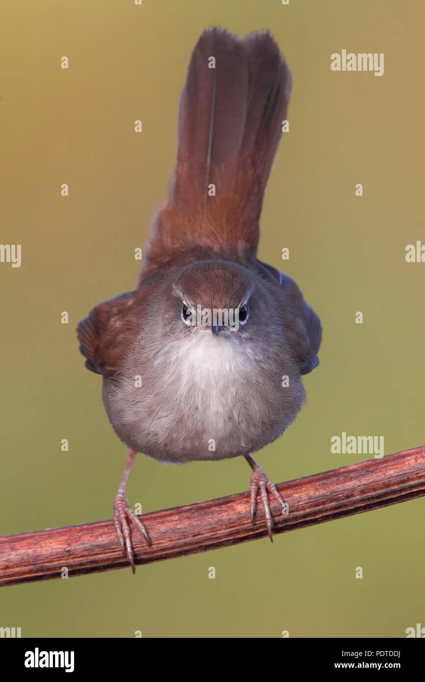 Cetti cettis hi-res stock photography and images - Alamy