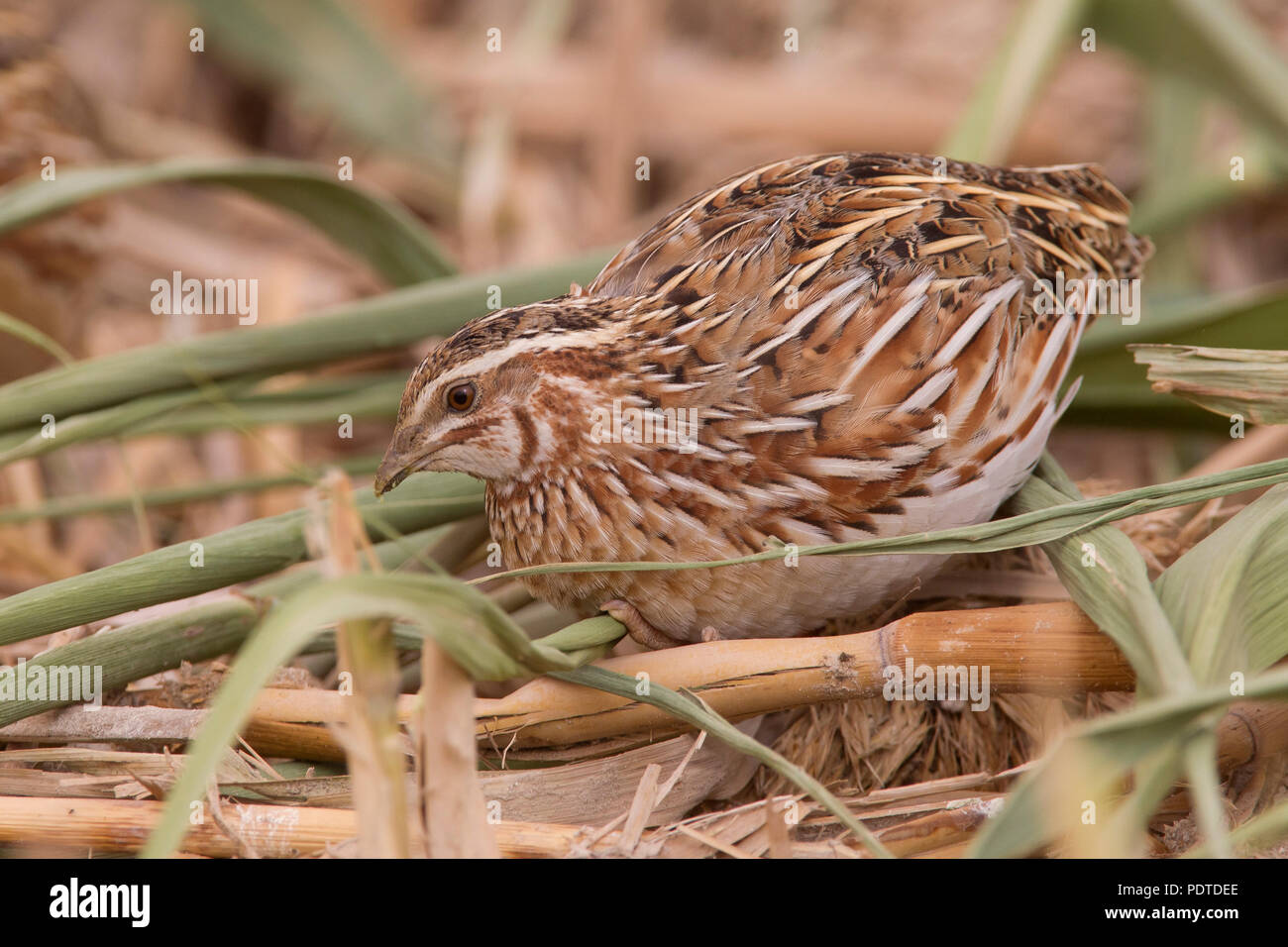 Coturnix coturnix hi-res stock photography and images - Alamy