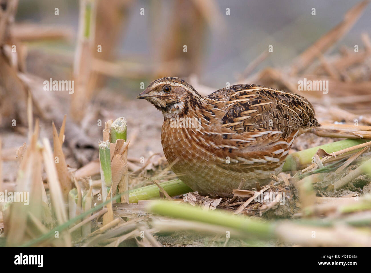 Common Quail; Coturnix coturnix Stock Photo - Alamy