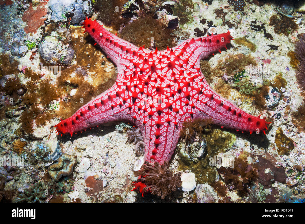 Honeycomb or Cushion starfish [Pentaceraster alveolatus]. Oreasteridae. Malapascua Island ...
