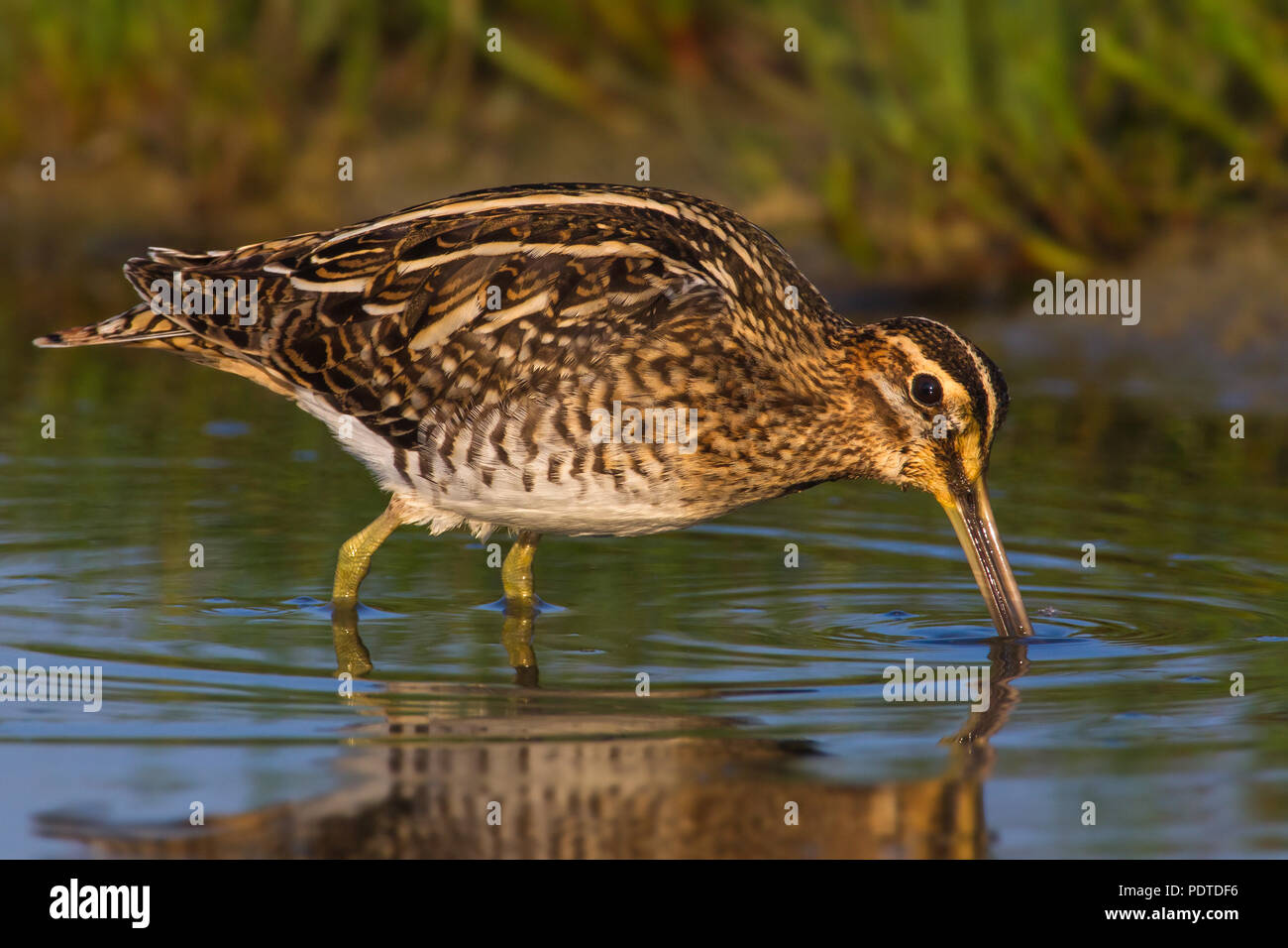 Common Snipe; Gallinago gallinago Stock Photo - Alamy