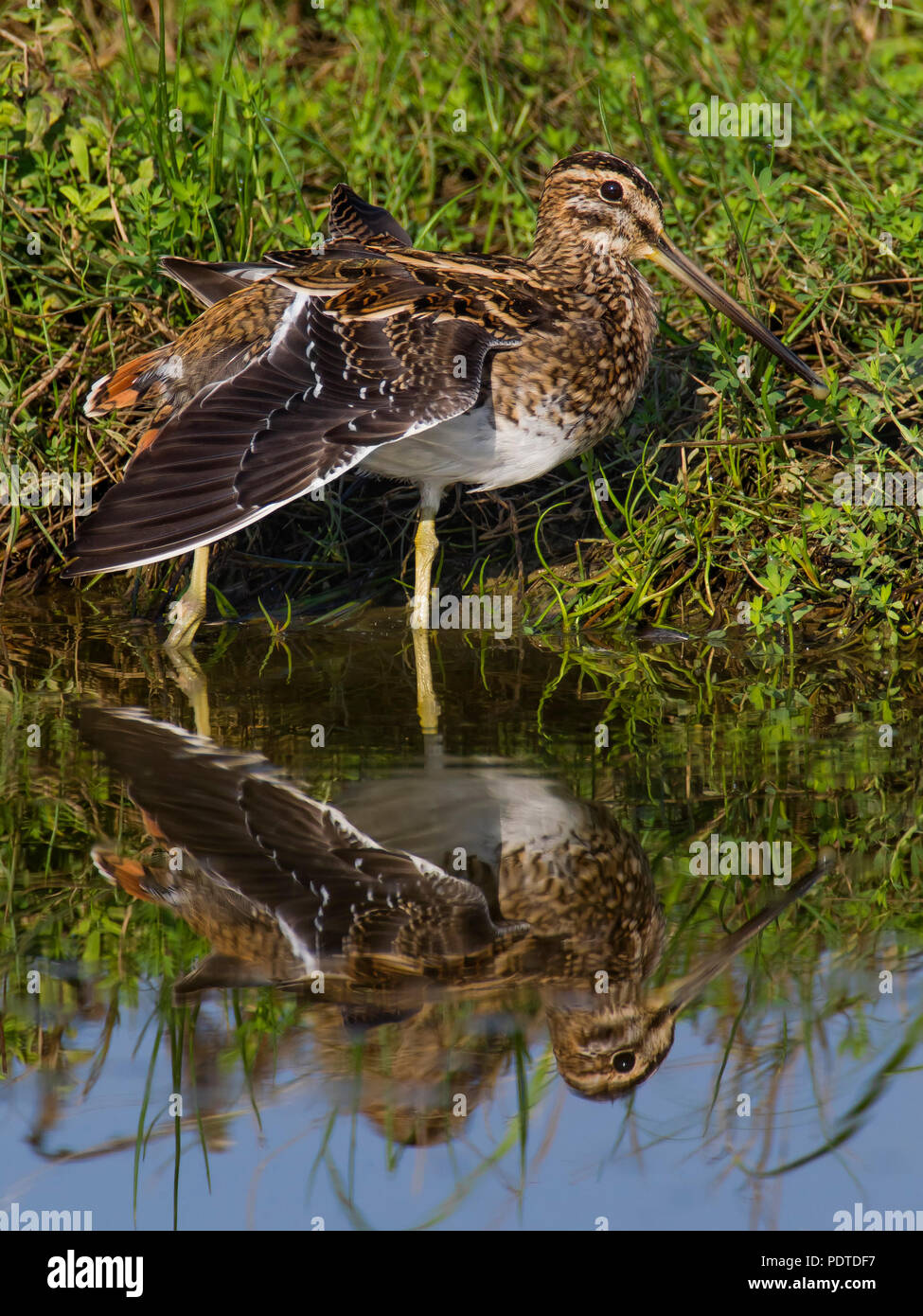 Common Snipe; Gallinago gallinago Stock Photo - Alamy