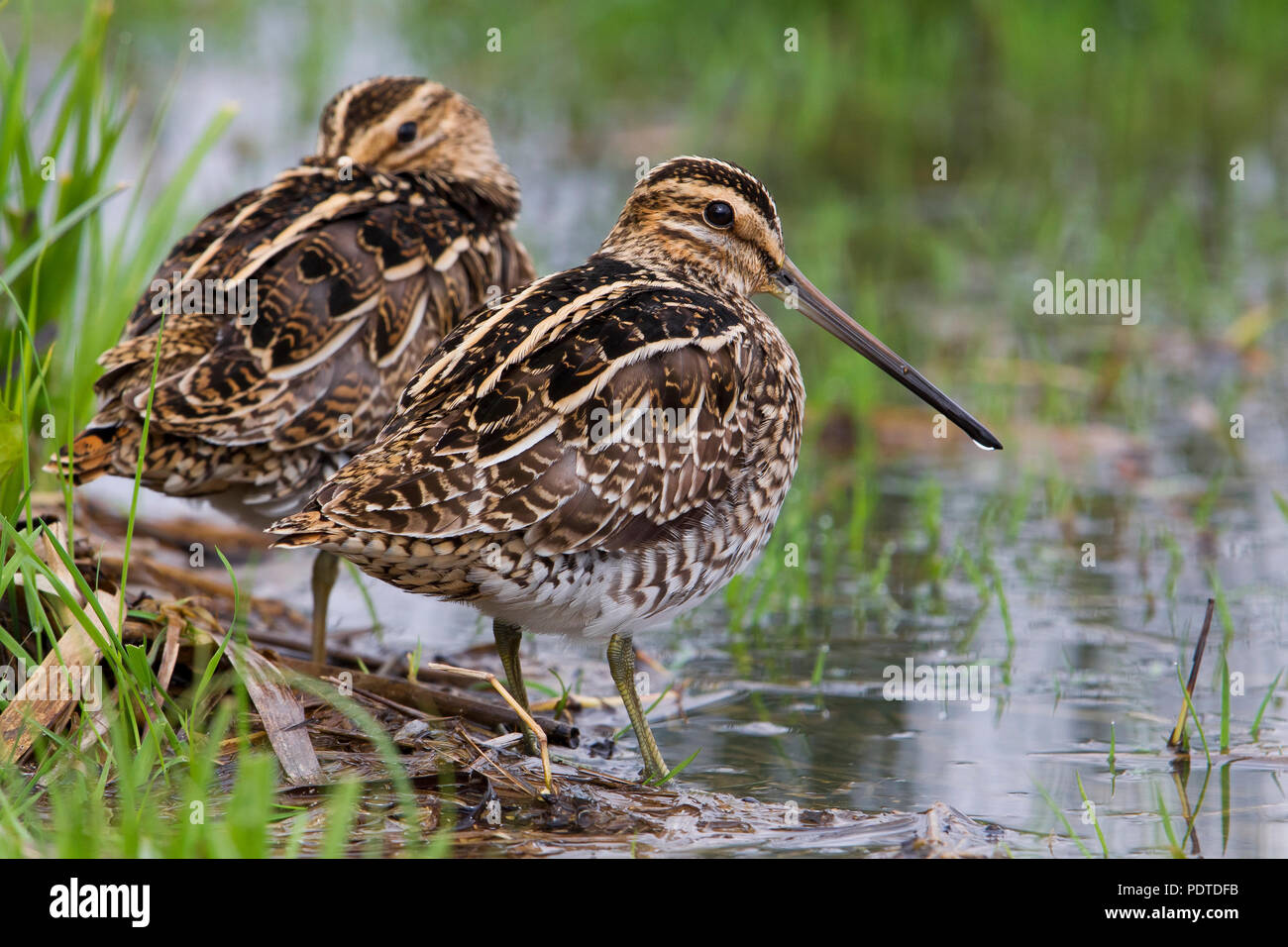 Common Snipe; Gallinago gallinago Stock Photo - Alamy