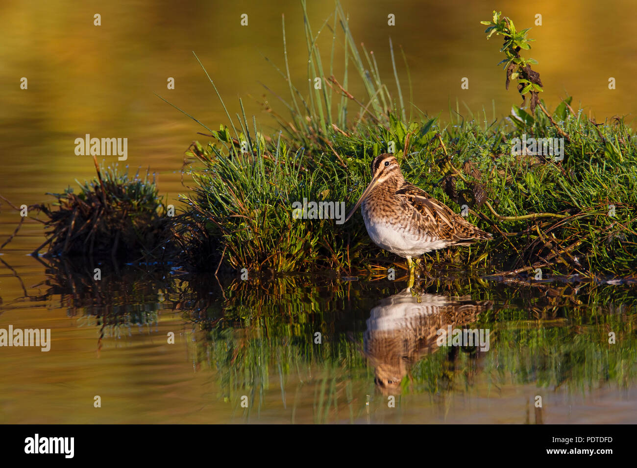 Common Snipe; Gallinago gallinago Stock Photo - Alamy