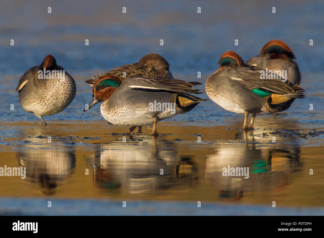 Eurasian teal hi-res stock photography and images - Alamy
