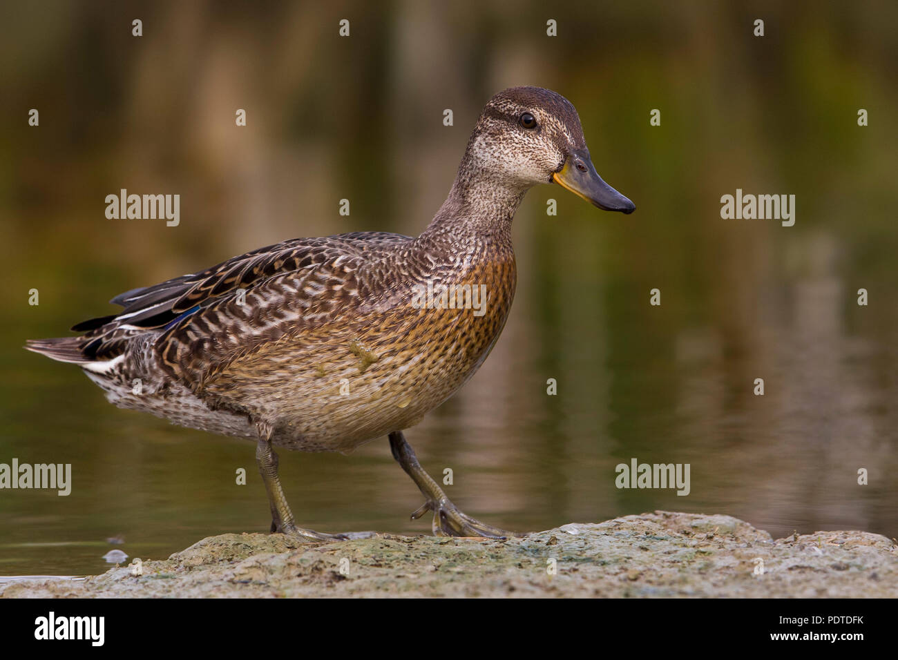 Eurasian Teal; Common Teal; Anas crecca Stock Photo - Alamy