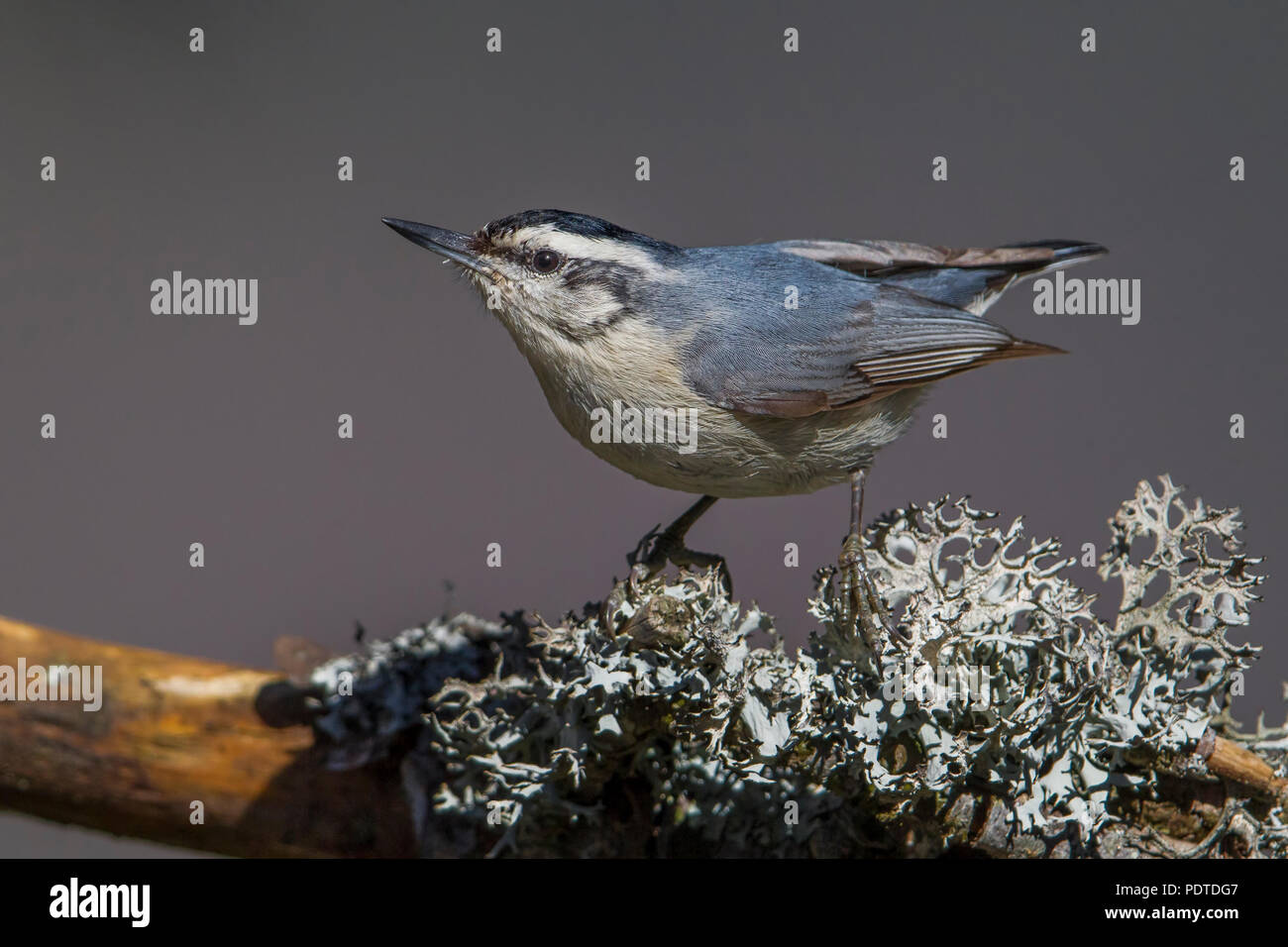 Corsican Nuthatch; Sitta whiteheadi Stock Photo - Alamy