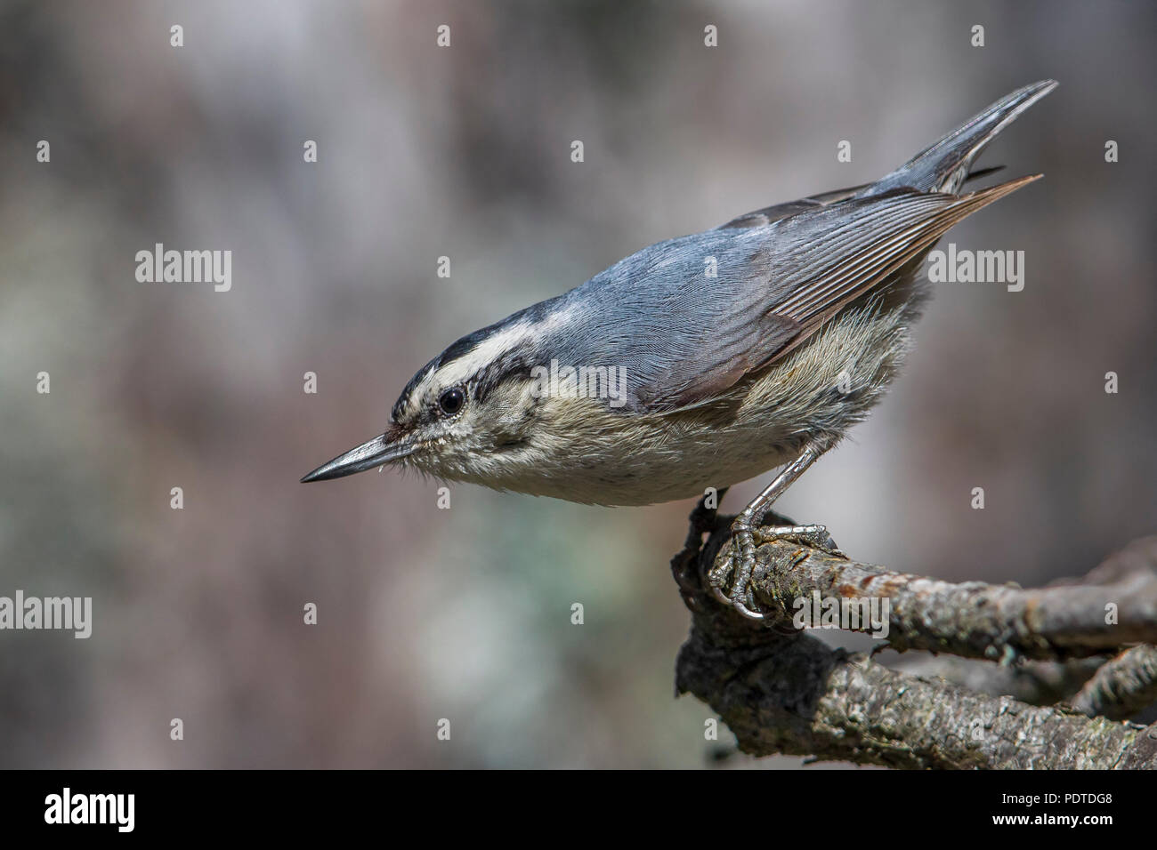 Corsican Nuthatch; Sitta whiteheadi Stock Photo - Alamy