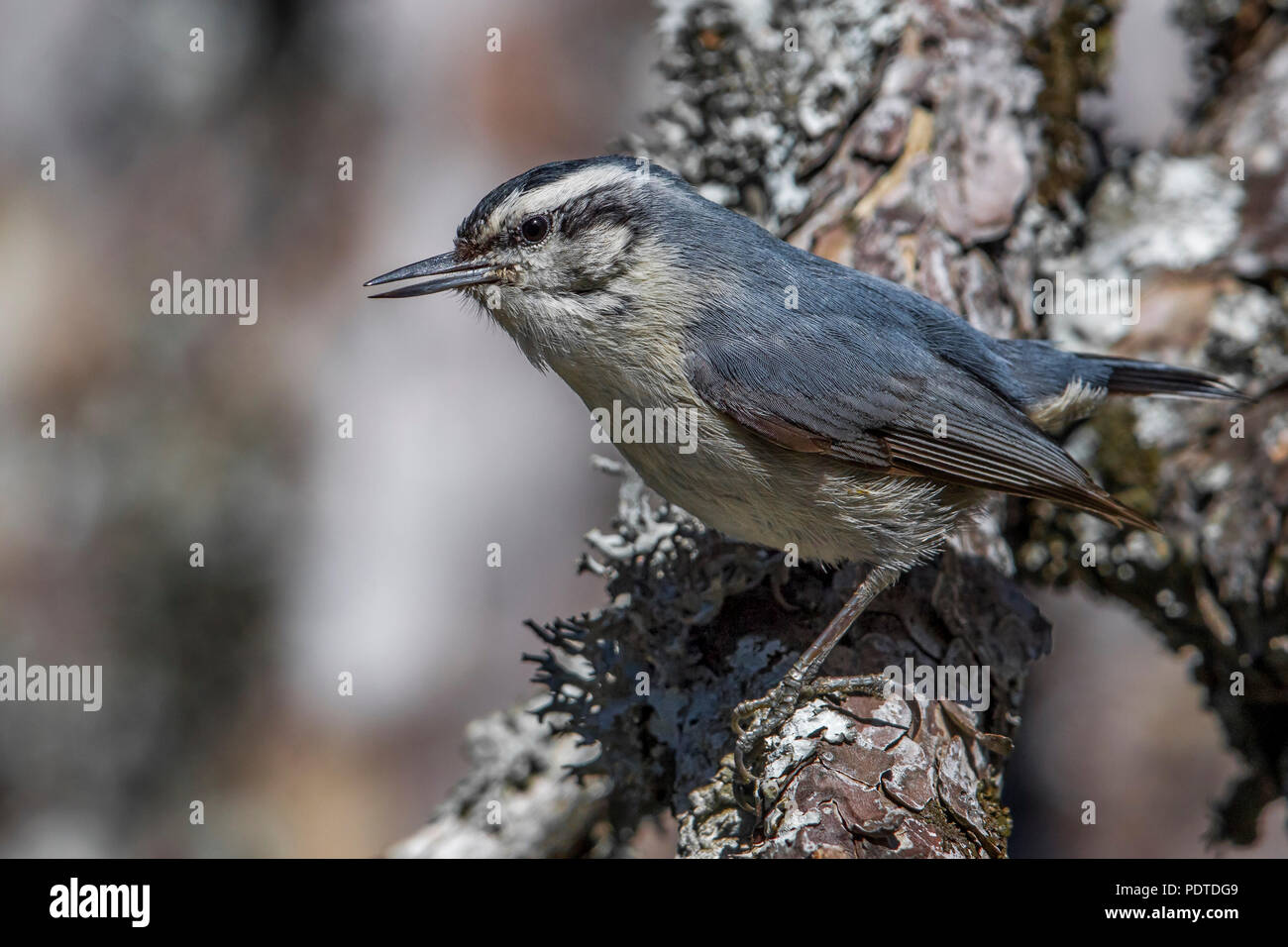 Corsican nature hi-res stock photography and images - Alamy