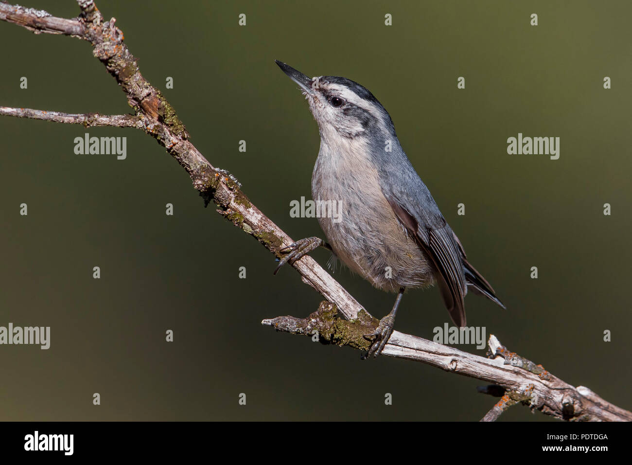 Corsican Nuthatch; Sitta whiteheadi Stock Photo - Alamy