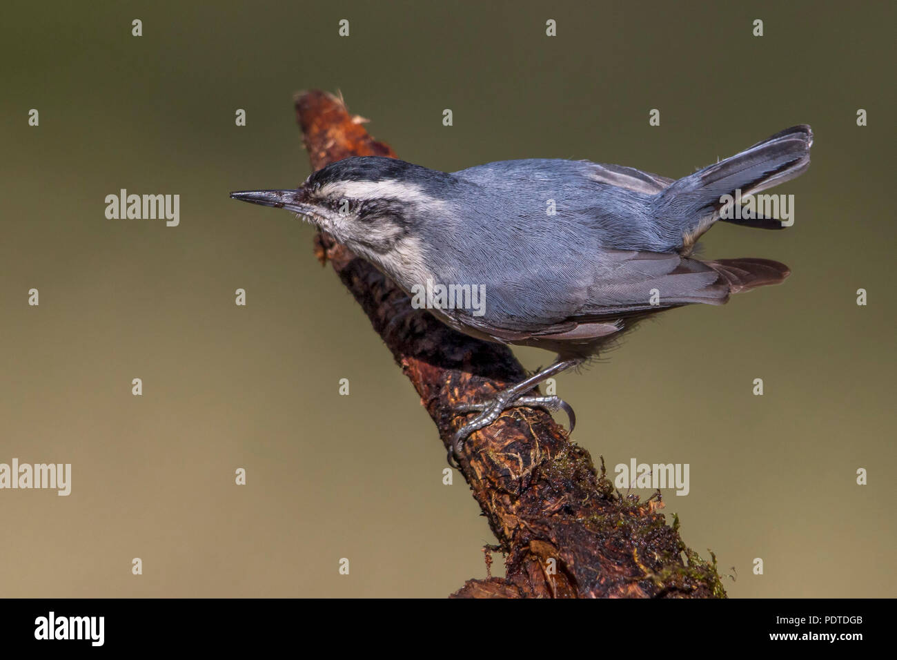 Corsican Nuthatch; Sitta whiteheadi Stock Photo - Alamy
