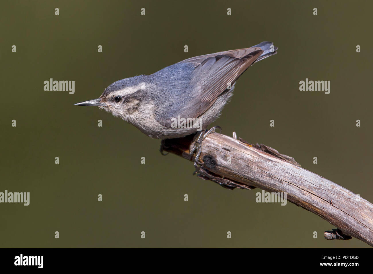 Corsican Nuthatch; Sitta whiteheadi Stock Photo - Alamy
