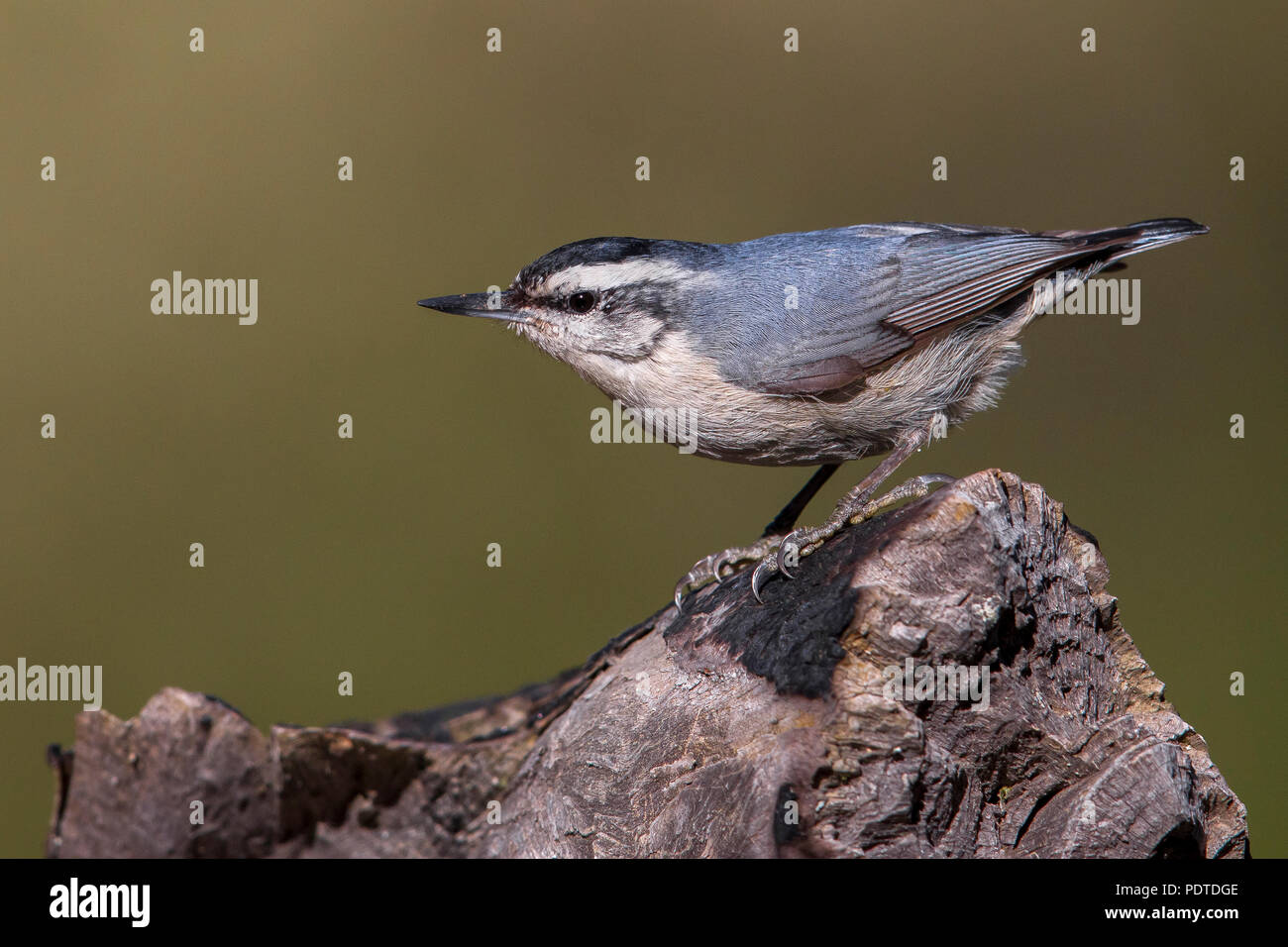 Corsican Nuthatch; Sitta whiteheadi Stock Photo - Alamy