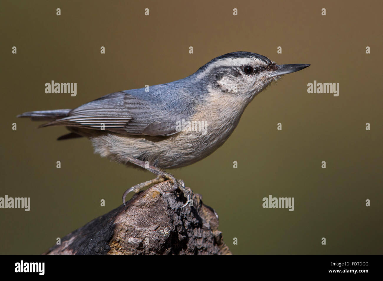 Corsican Nuthatch; Sitta whiteheadi Stock Photo - Alamy