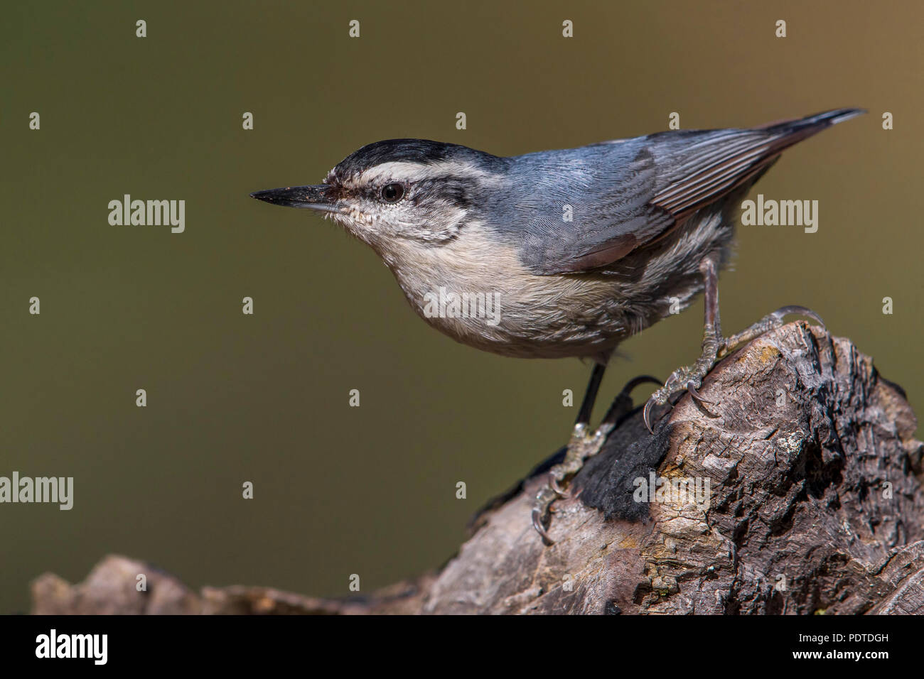 Corsican Nuthatch; Sitta whiteheadi Stock Photo - Alamy