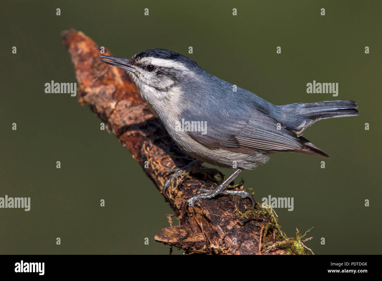 Corsican nature hi-res stock photography and images - Alamy