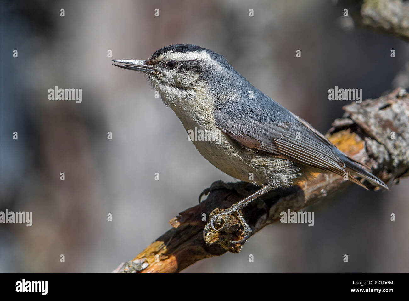 Corsican Nuthatch; Sitta whiteheadi Stock Photo - Alamy