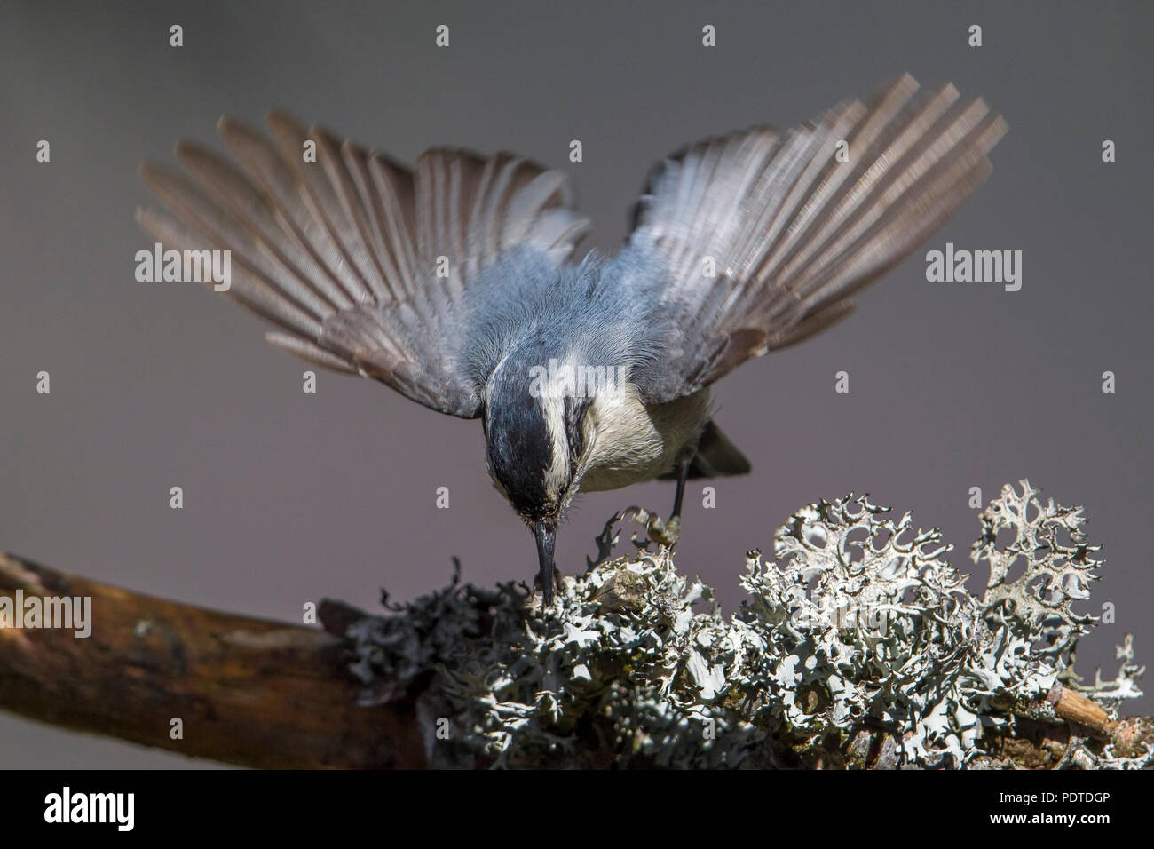Corsican Nuthatch; Sitta whiteheadi Stock Photo - Alamy