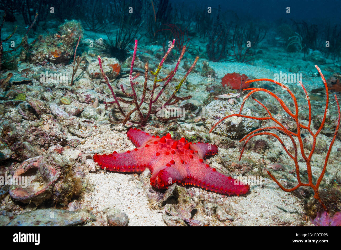Honeycomb or Cushion starfish [Pentaceraster alveolatus]. Oreasteridae ...