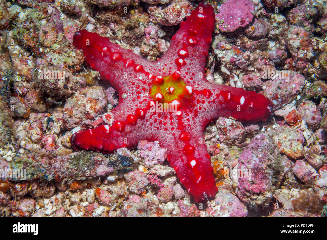 Honeycomb or Cushion starfish [Pentaceraster alveolatus]. Oreasteridae ...