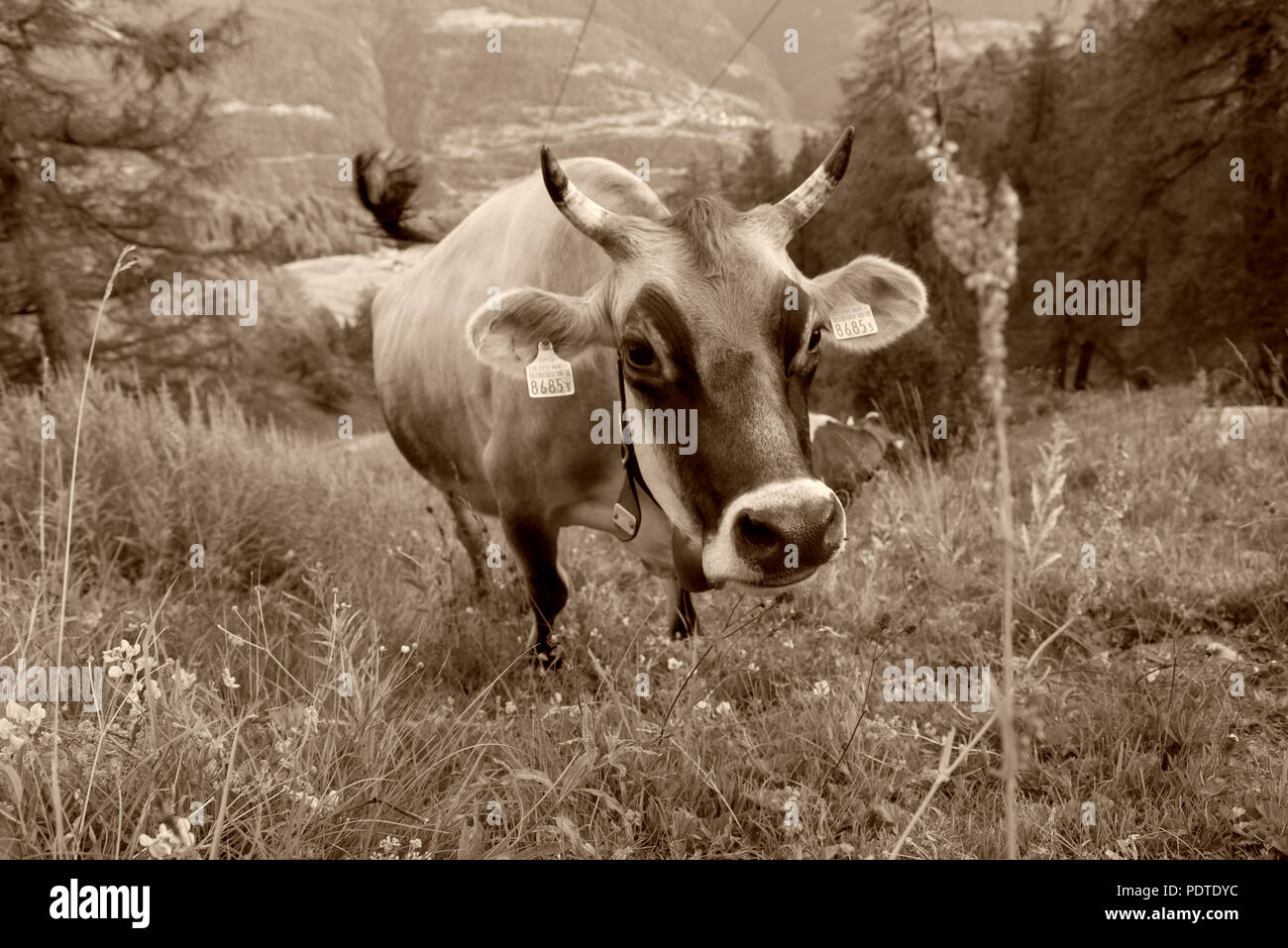 Brown swiss cow hi-res stock photography and images - Alamy
