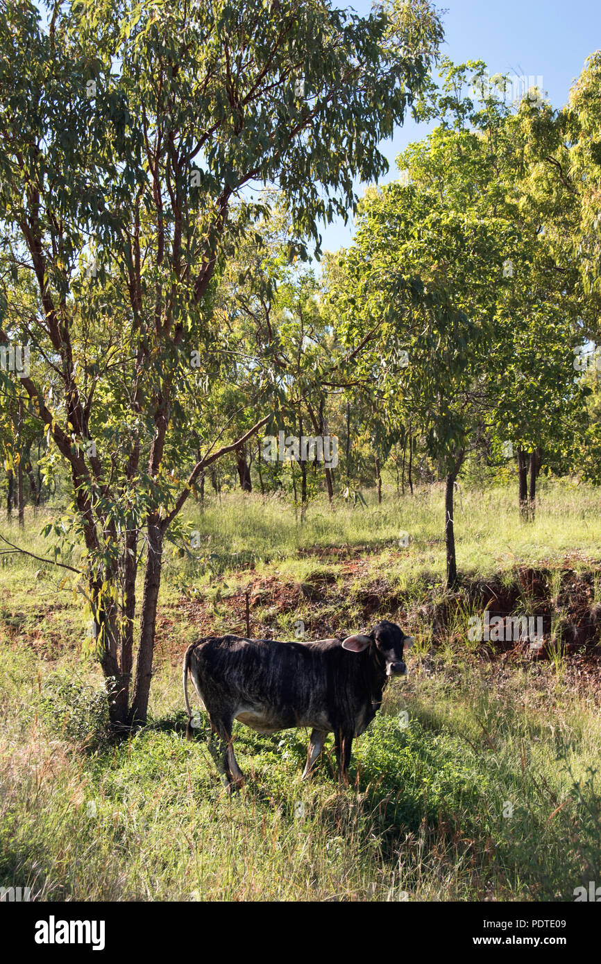 Cattle Station Australia Outback High Resolution Stock Photography and ...