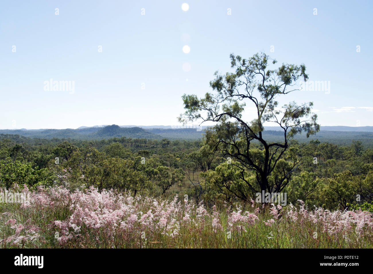An Outback landscape is green with trees and grass after the wet season ...