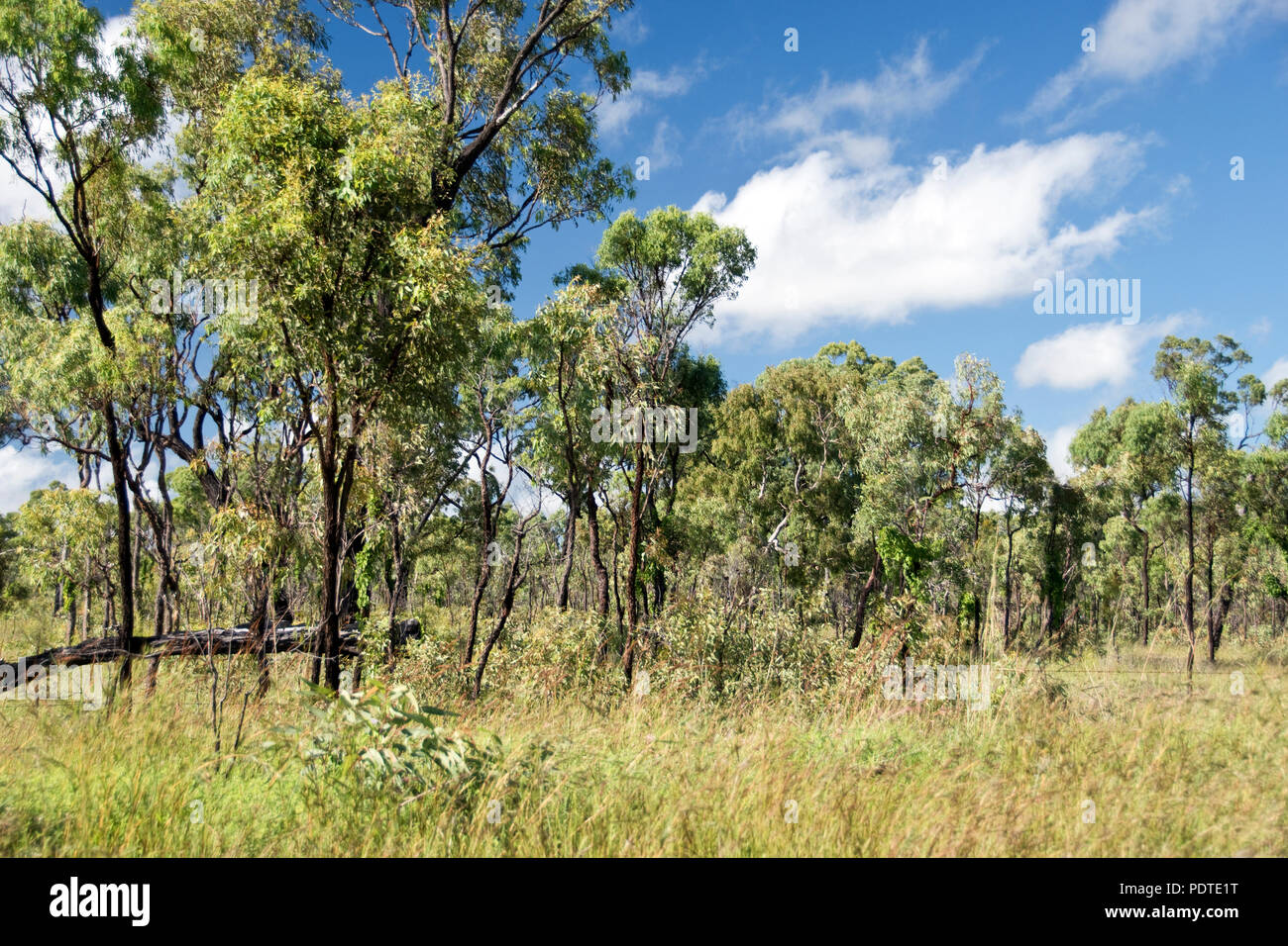 An Outback landscape is green with trees and grass after the wet season ...