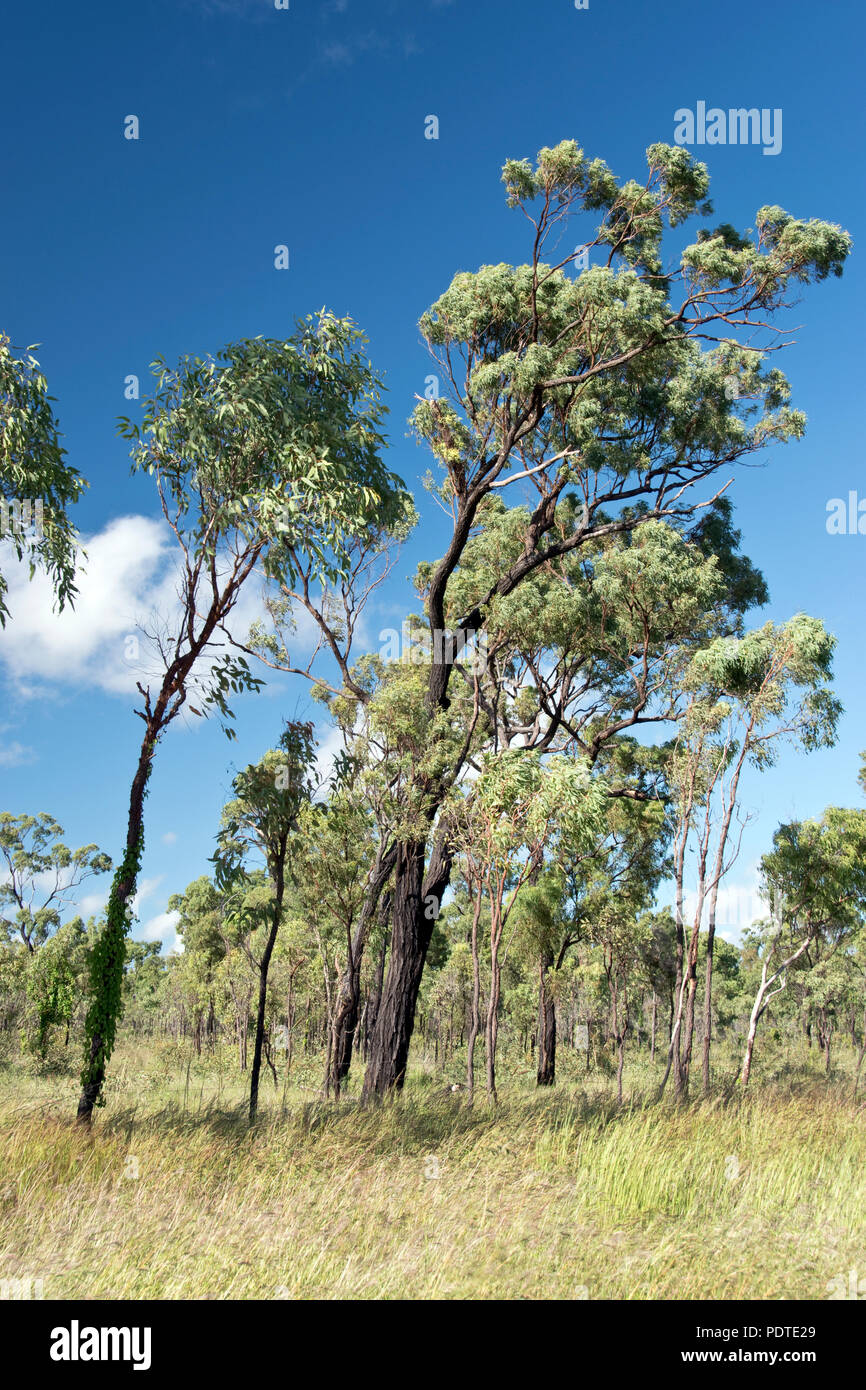 An Outback landscape is green with trees and grass after the wet season ...