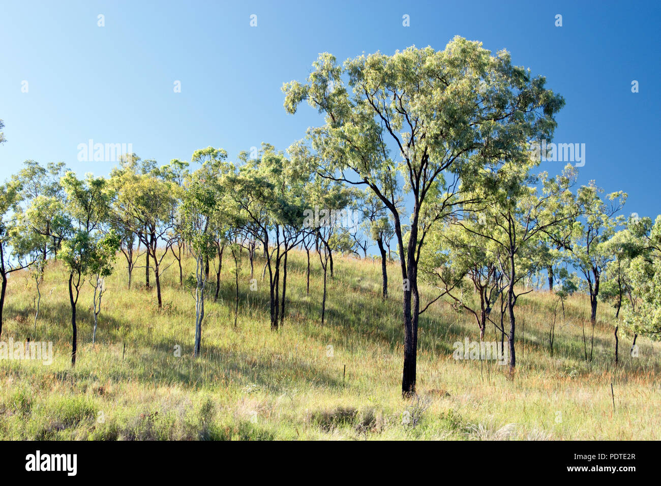 An Outback landscape is green with trees and grass after the wet season ...