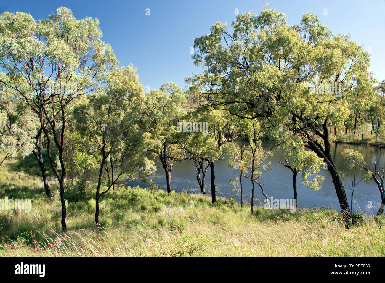 An Outback landscape is green with trees and grass after the wet season ...