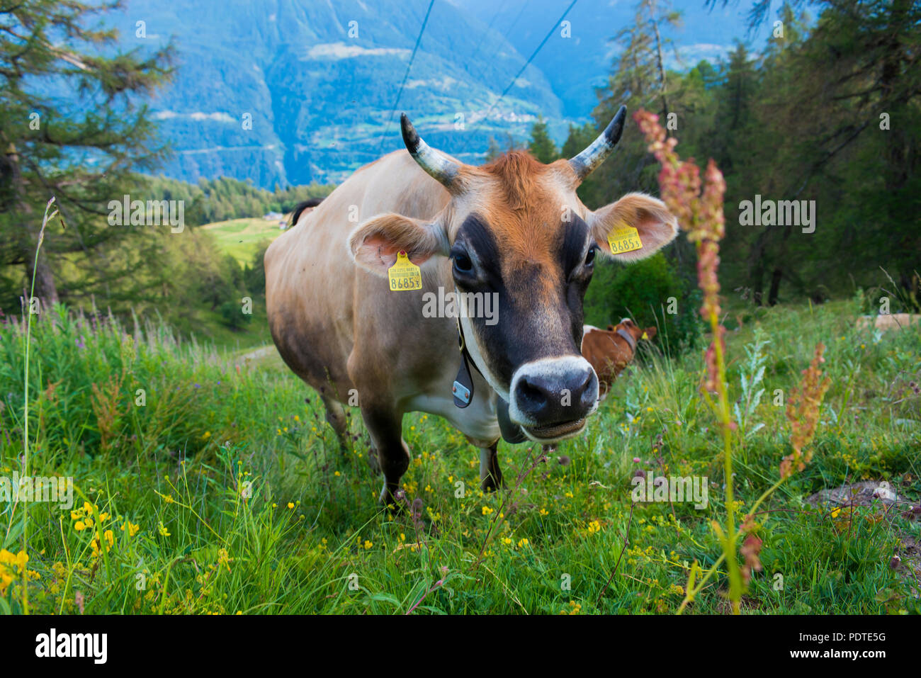 Brown Swiss milk cow grazing on the Alps Stock Photo - Alamy