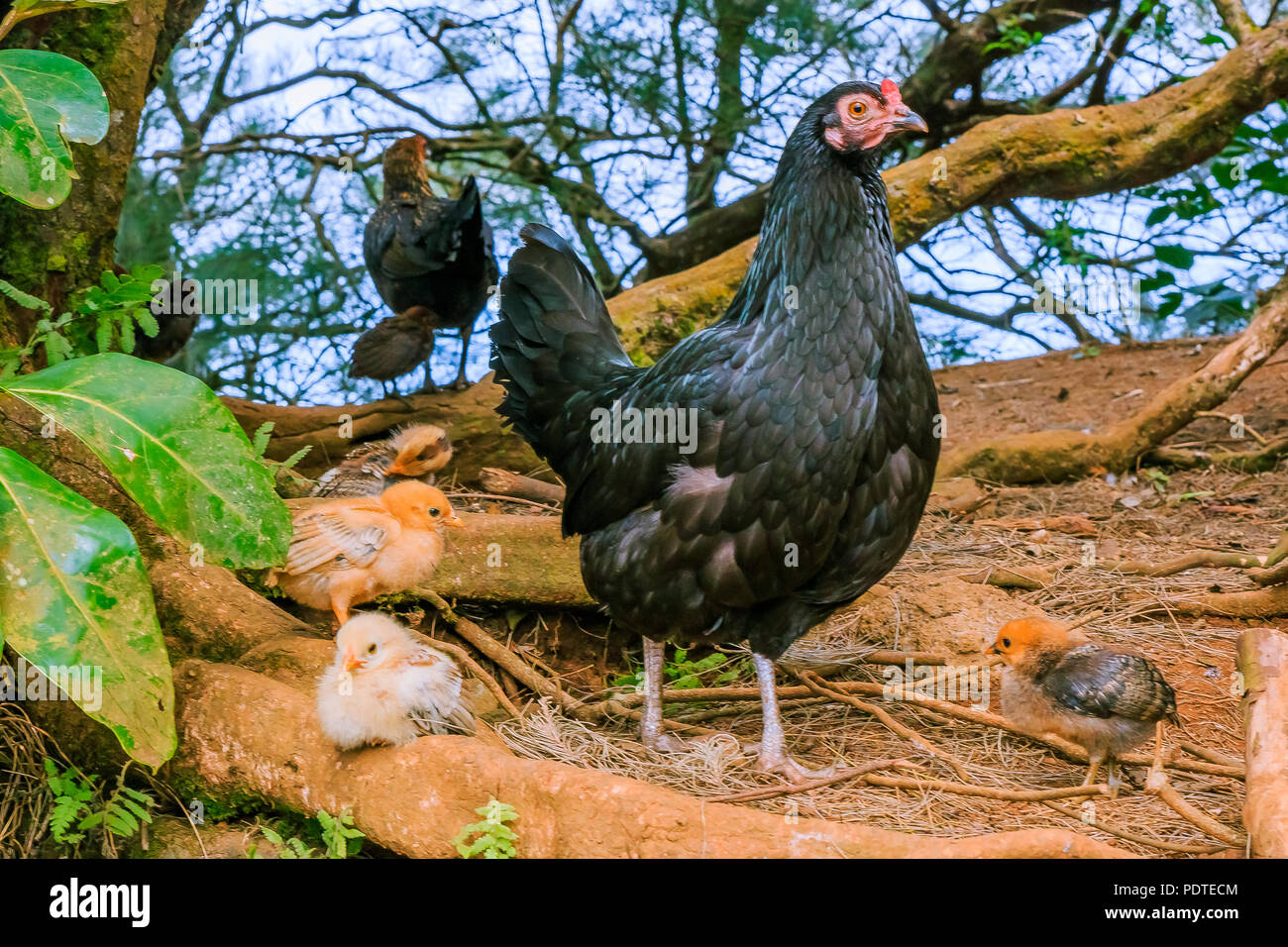 Wild hen with chicks on the Big Island, Oahu in Honolulu, Hawaii, USA ...